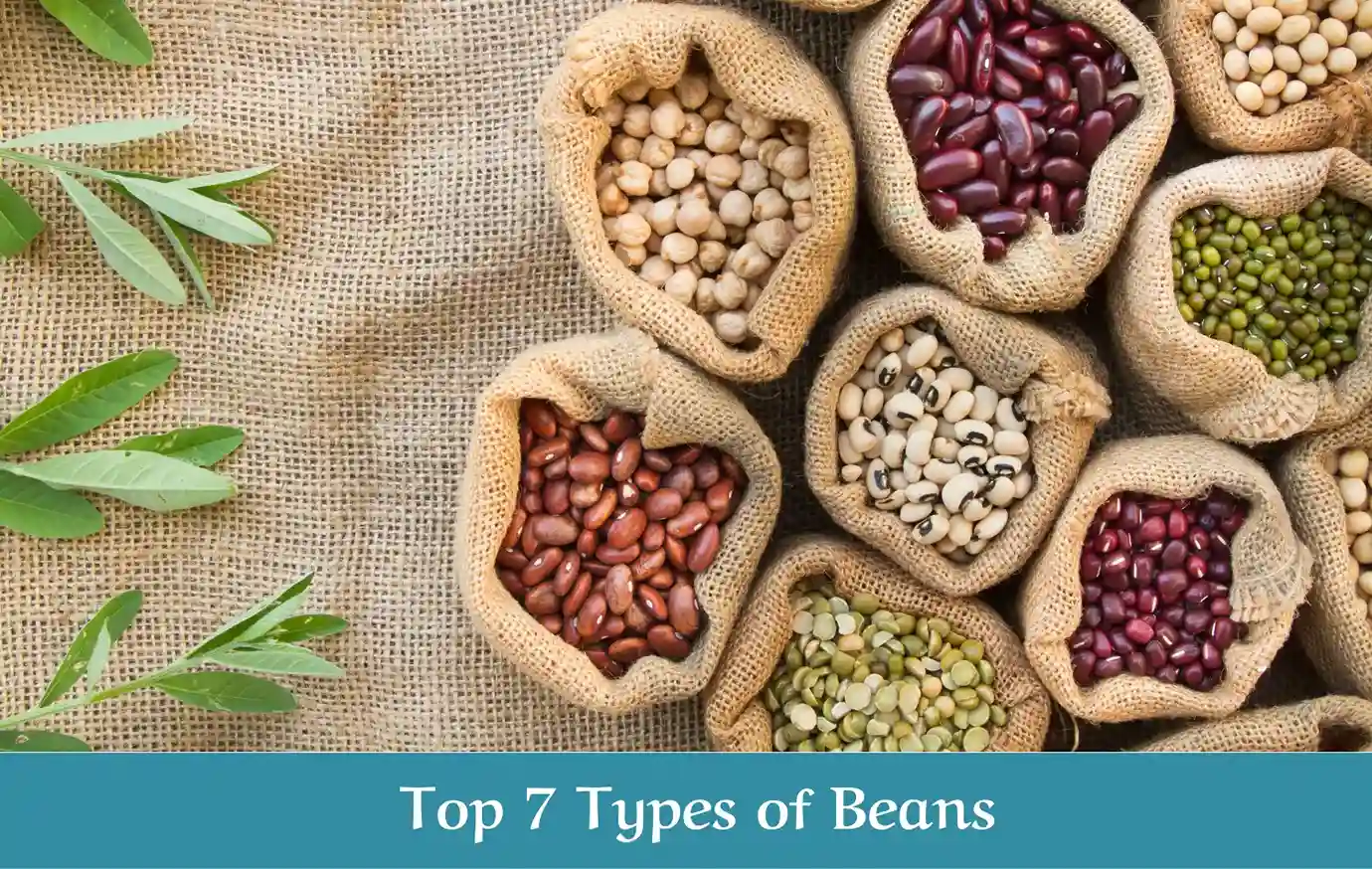 Top 7 Types of Beans (Answer)